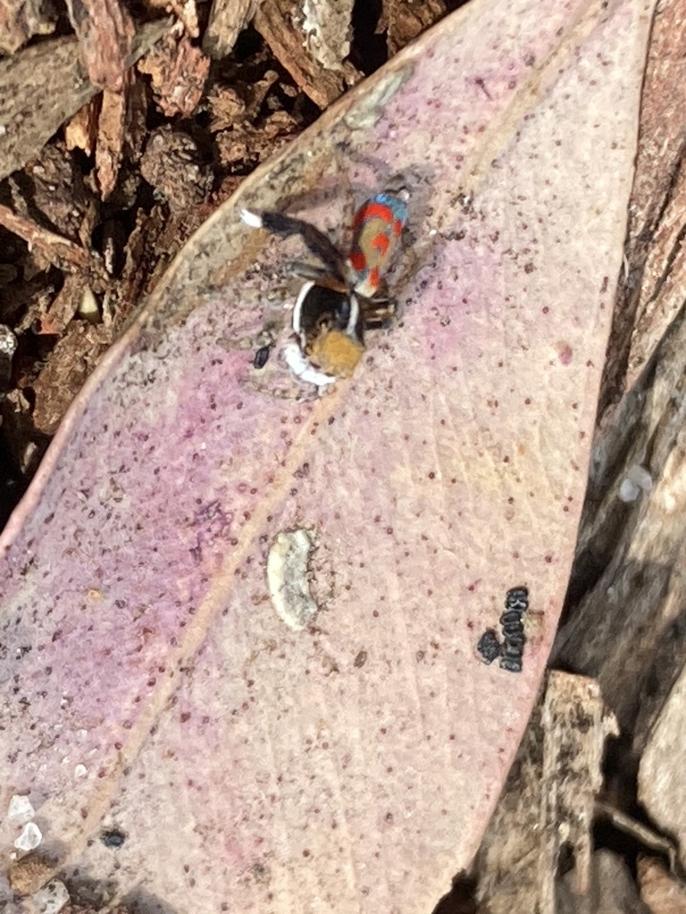 Common Peacock Spider from Jericho Ct, Carrum Downs, VIC, AU on ...