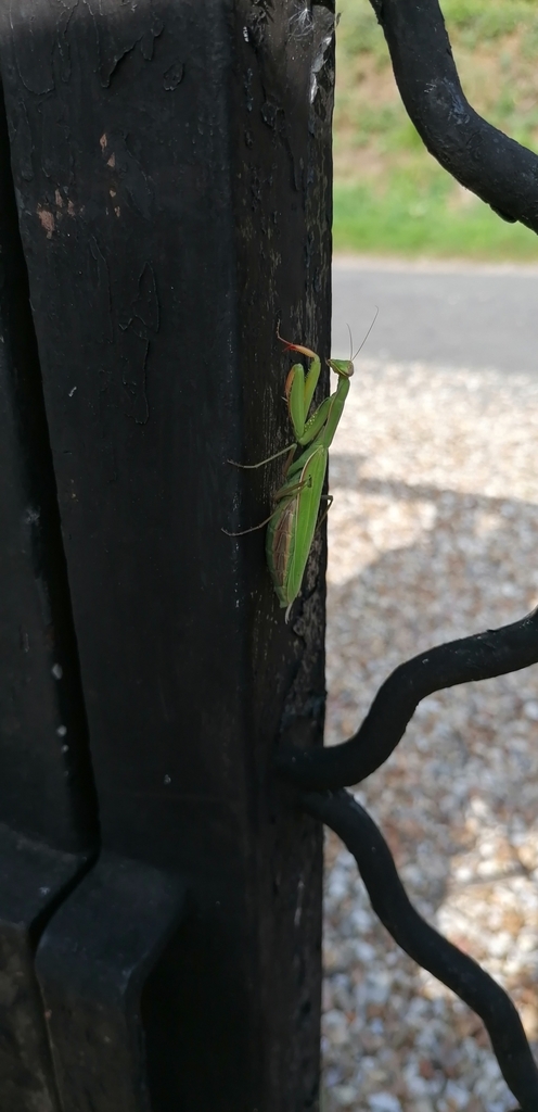 European Mantis from 27170 Beaumont-le-Roger, France on September 30 ...