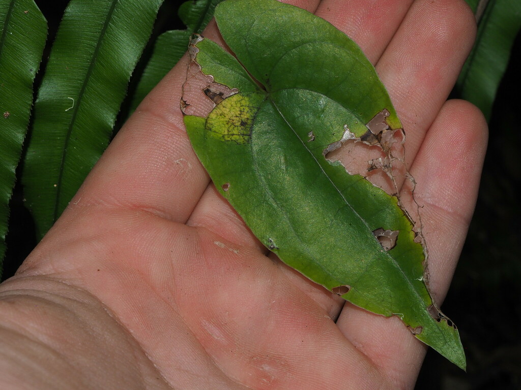 Common Yam Vine from Valla NSW 2448, Australia on September 30, 2023 at 12:21 PM by Nathanael ...