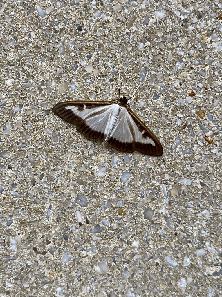 Box Tree Moth from Cambridge, UK on September 28, 2023 at 11:28 AM by ...