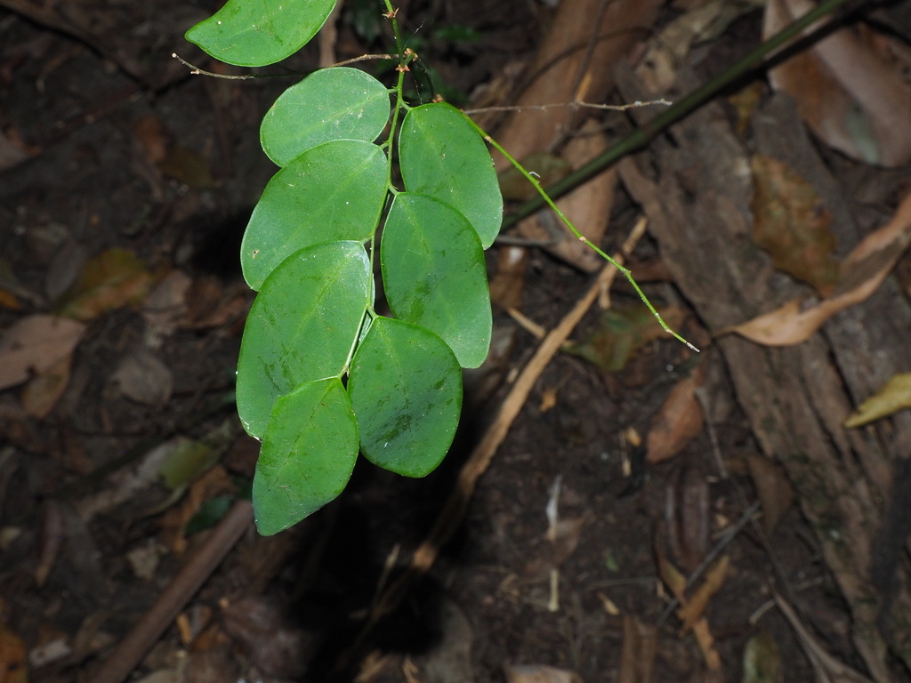 coffee bush from Valla NSW 2448, Australia on September 30, 2023 at 12:34 PM by Nathanael Green ...