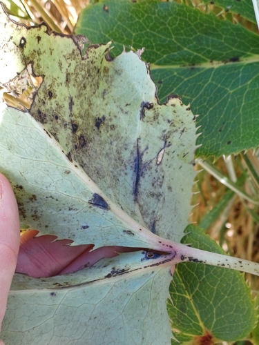 Helleborus net necrosis virus · iNaturalist