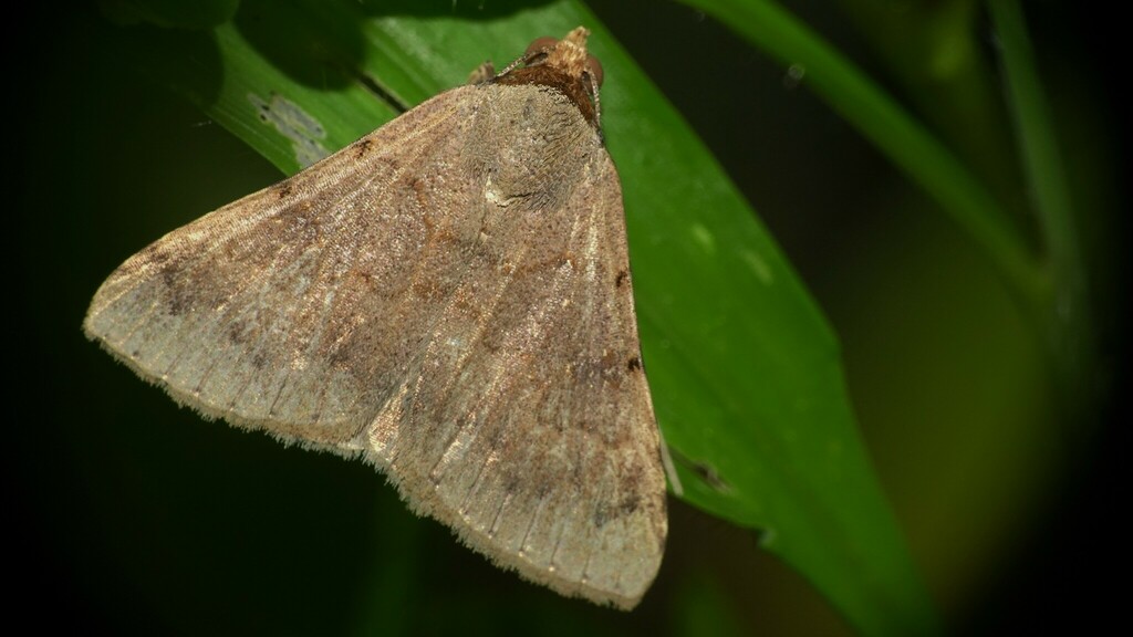 Plecoptera reflexa from Nagla on September 21, 2023 at 04:04 PM by ...