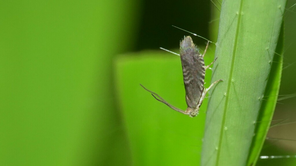Eurasian Hemp Moth from Nagla on September 21, 2023 at 04:07 PM by ...
