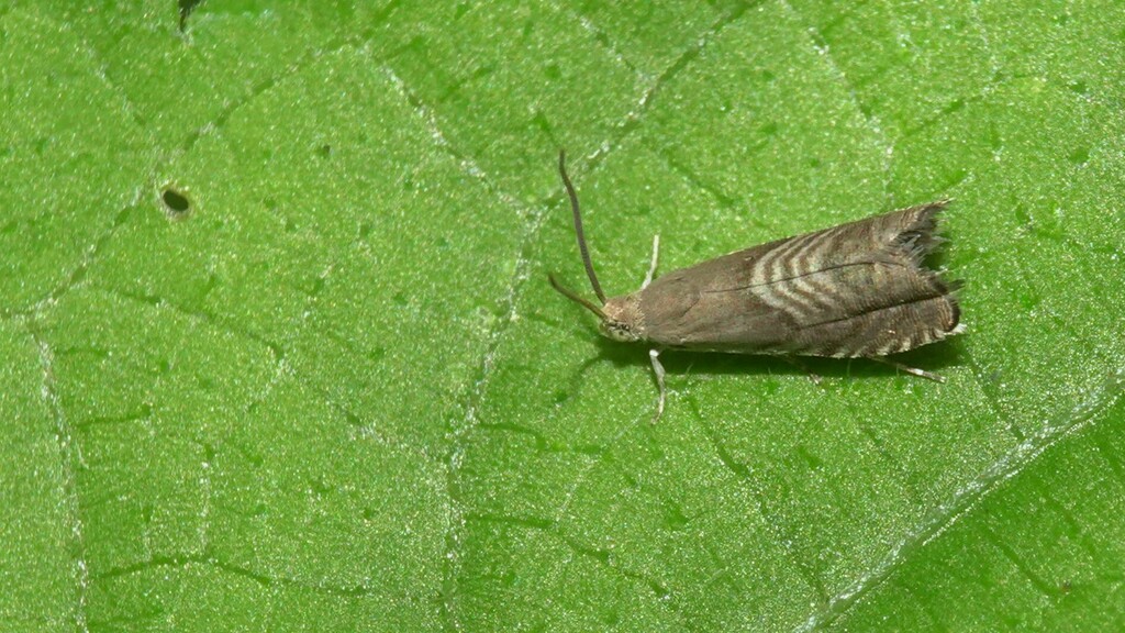 Eurasian Hemp Moth from Nagla on September 21, 2023 at 04:09 PM by ...