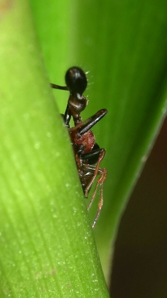 Bicolor Ant Mimick Jumping Spider from Nagla on September 21, 2023 at ...