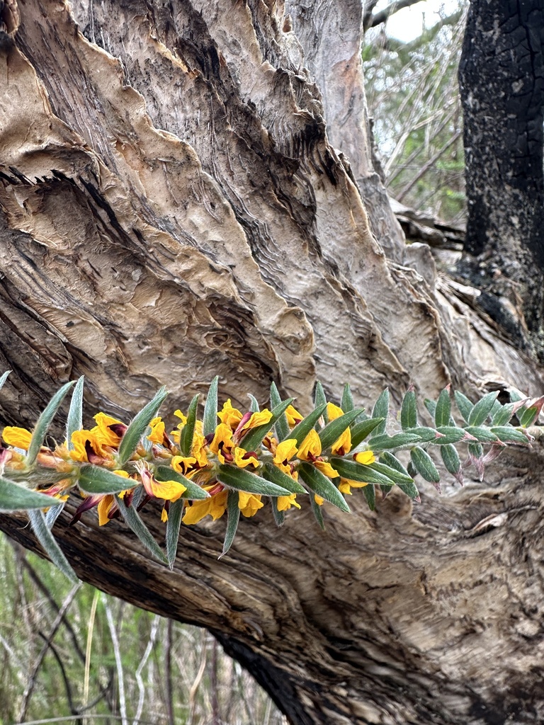 (Aotus carinata) - Botanical Realm