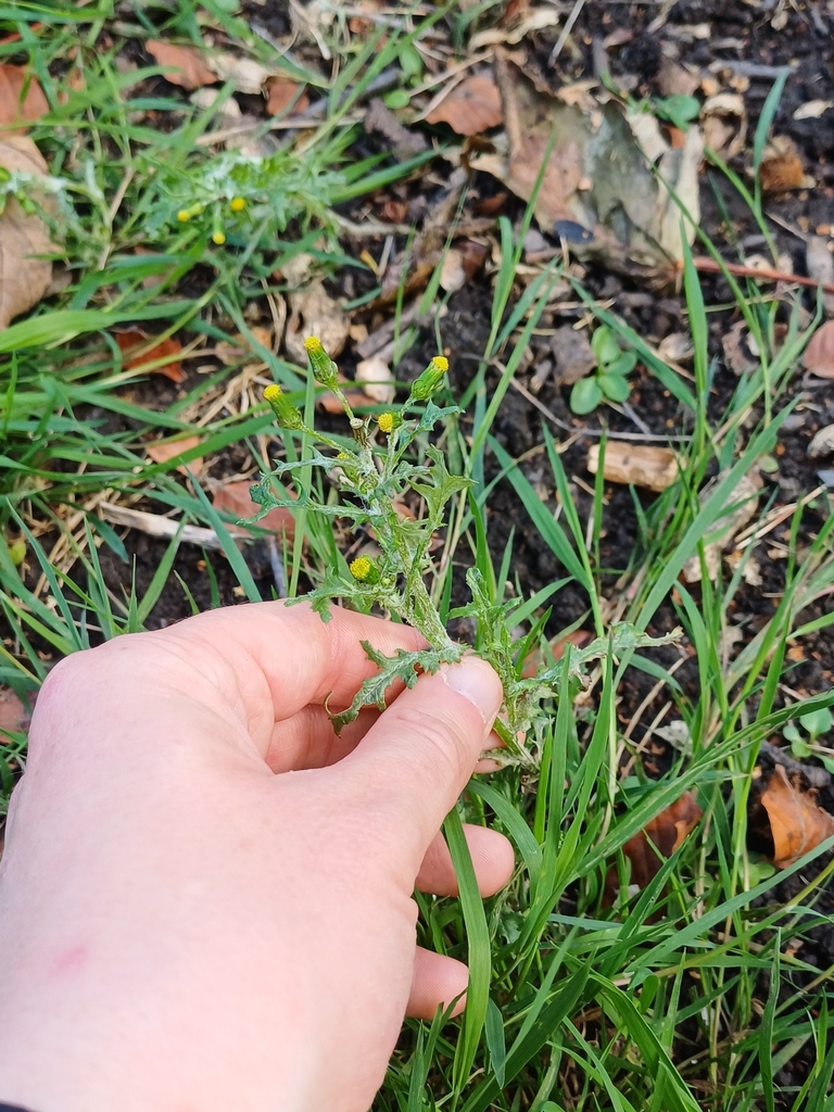 common groundsel from Hull HU4 6BS, UK on September 29, 2023 at 02:26 ...