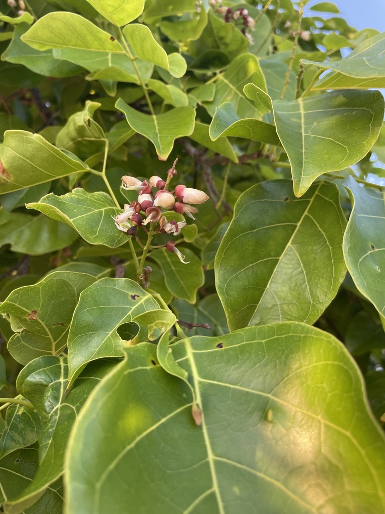 Indian beech tree from Buffalo Creek Rd, Buffalo Creek, NT, AU on ...