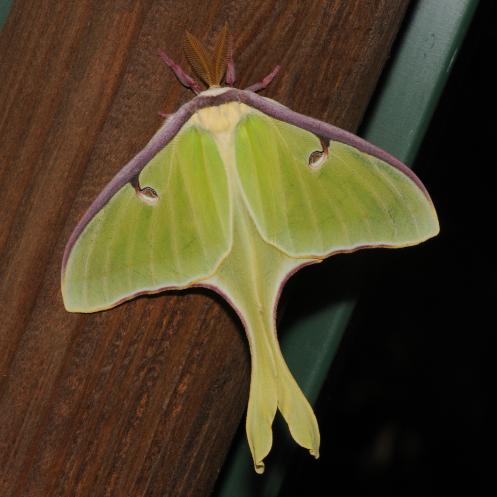 North American Luna Moth from 29246 Hass Rd, Houston, MN 55943, USA on ...