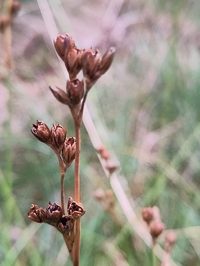 heath rush from 384 93 Kvilda, Czechia on September 30, 2023 at 01:00 ...