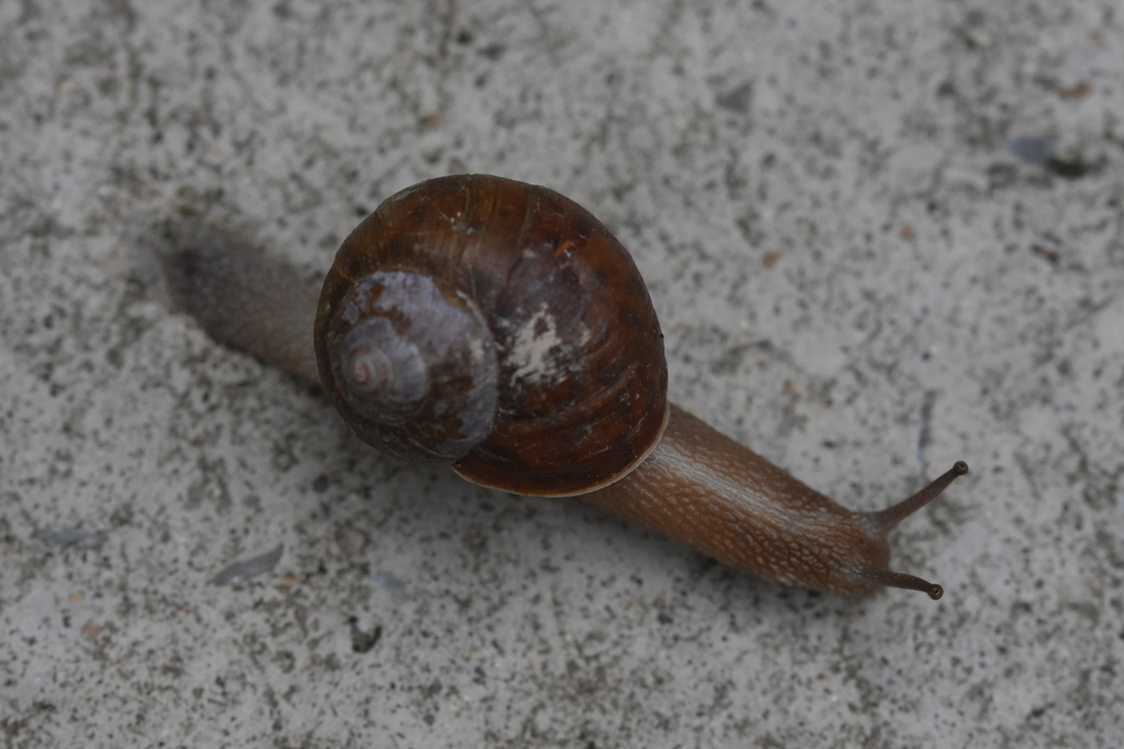 Acusta ravida in July 2022 by Karl Feng · iNaturalist