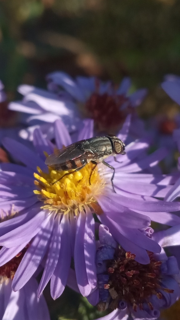 Locust Blowfly from Revne, Chernivtsi Oblast, Ukraine on September 30 ...