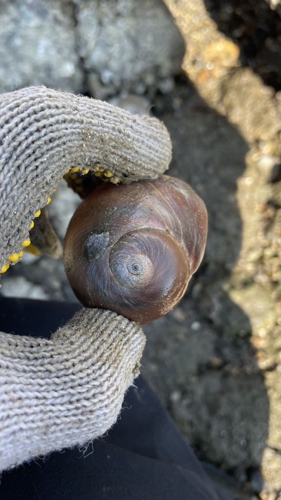 Bladder Moon Snail in September 2023 by tofuinsect. コブヨコバサミが中にいました ...