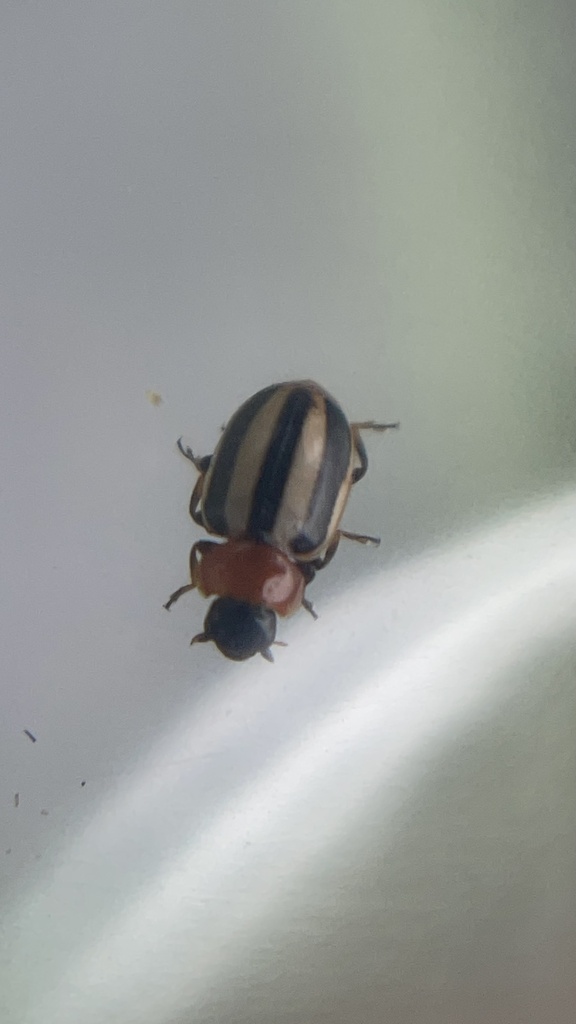 Brumoides ohtai in September 2023 by tofuinsect · iNaturalist