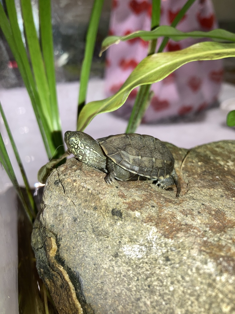 Chinese Pond Turtle in September 2023 by Uwe Mueller-Doblies · iNaturalist