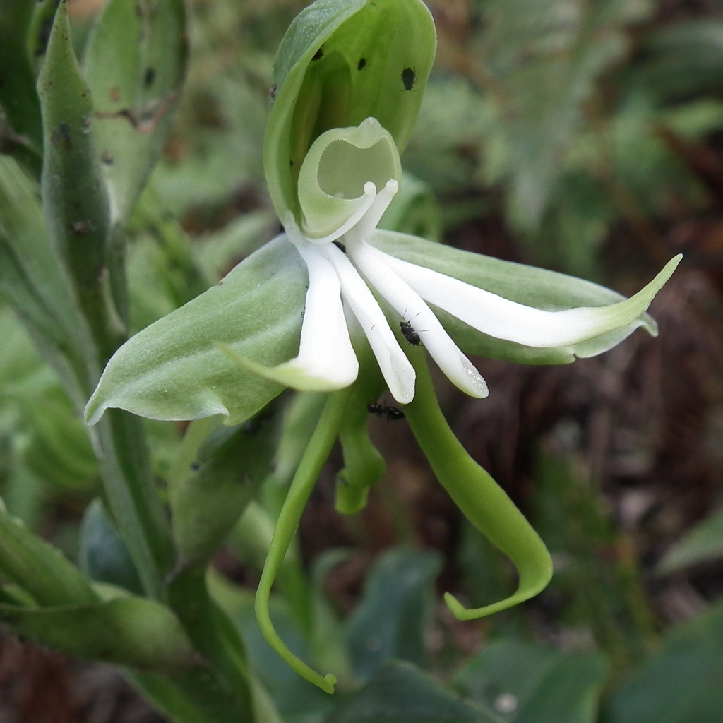 Green Woodorchid from Garden Route Botanical Garden on September 29 ...