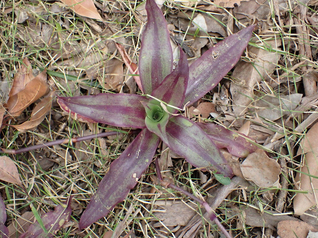 False Bromeliad Plant from Brisbane QLD, Australia on August 25, 2023 ...