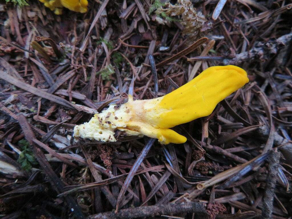 Neolecta from 日本、〒403-0005 山梨県富士吉田市上吉田 on September 29, 2023 at 11:23 ...