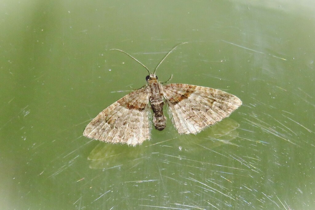 Apple Looper from Wallaga Lake NSW 2546, Australia on September 19 ...