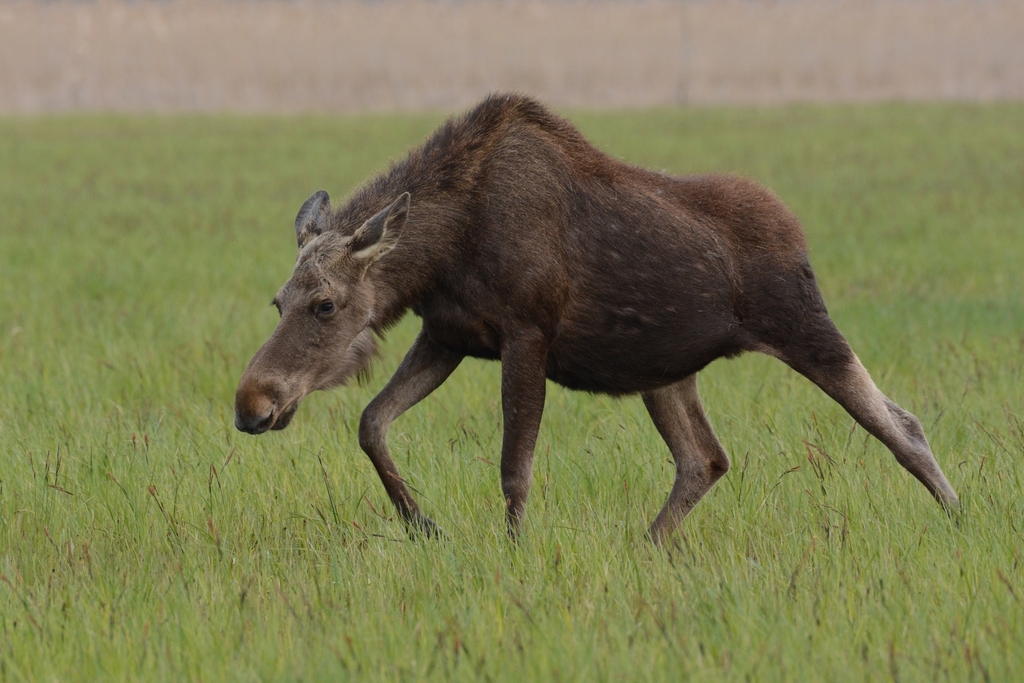 Moose from Powiat moniecki, Polska on April 23, 2016 at 05:17 PM by ...