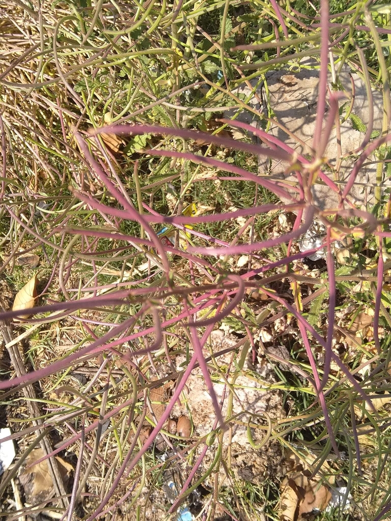 Caustic Vine from Carletonville, 2499, South Africa on September 29 ...