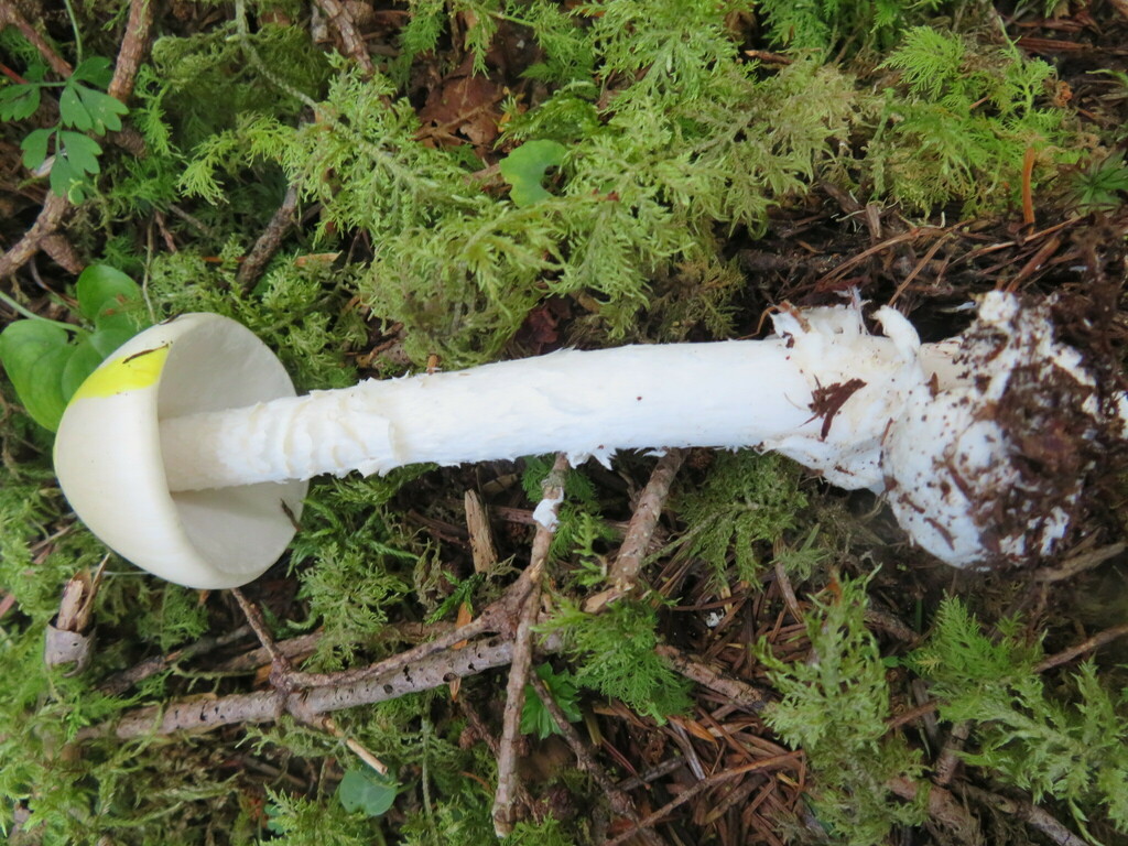 European Destroying Angel from 日本、〒403-0005 山梨県富士吉田市上吉田 on September 29 ...