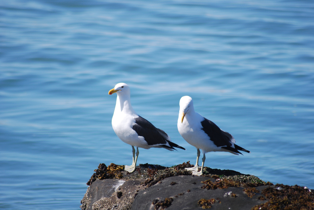 Cape Gull from Karas Region, Namibia on September 30, 2023 at 10:55 AM ...