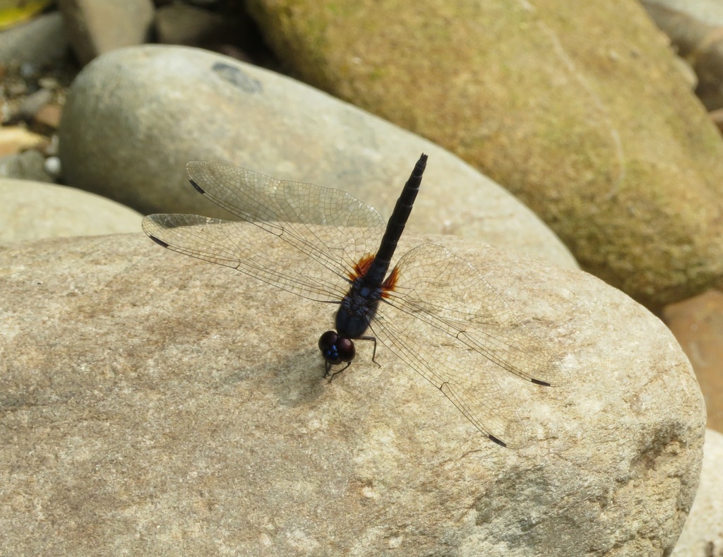 Indigo Dropwing from 511台灣彰化縣社頭鄉 on September 30, 2023 at 10:10 AM by ...
