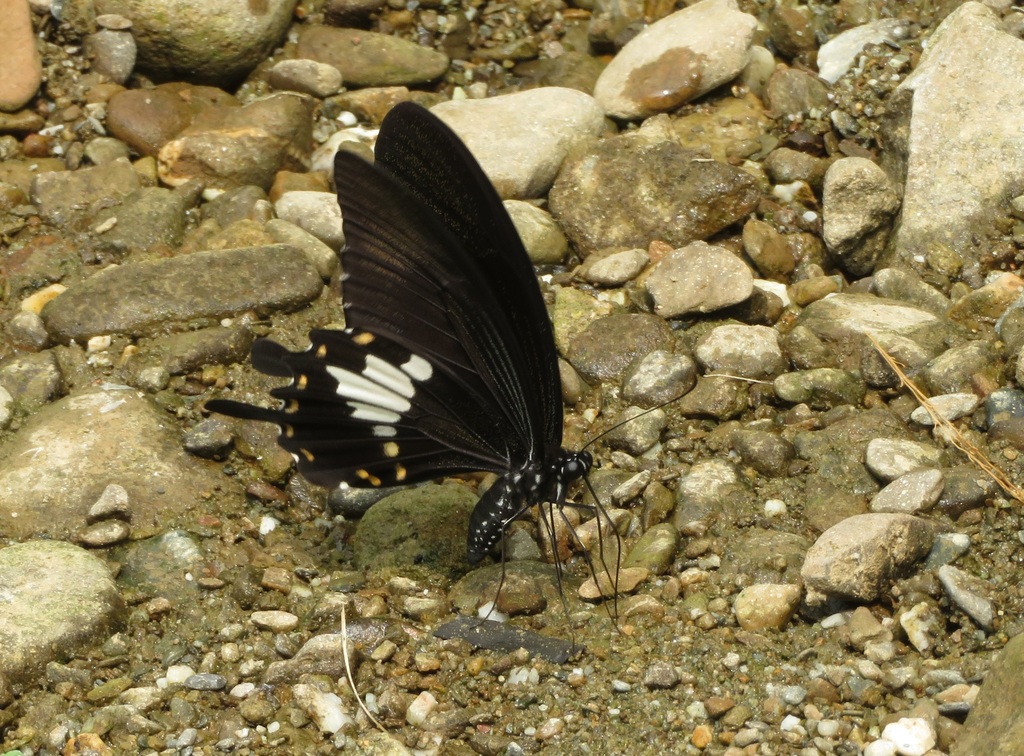 Black-and-white Helen Swallowtail from 511台灣彰化縣社頭鄉 on September 30 ...