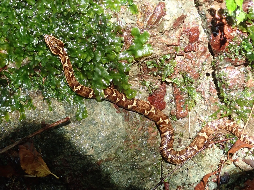 Short-tailed Mamushi from 日本、〒258-0001 神奈川県足柄上郡松田町寄 on September 30 ...