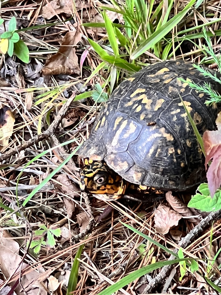 Common Box Turtle in September 2023 by Nonna Skumanich · iNaturalist