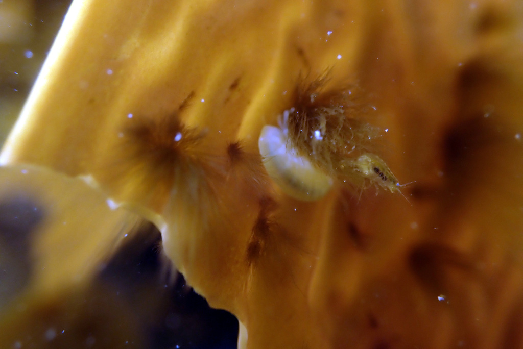 Amphipods from Port Noarlunga Reef - South on September 30, 2023 at 11: ...