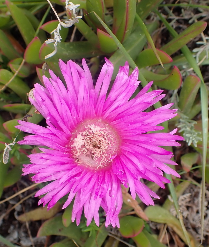 Sally-my-handsome from Drievalleyen, Garden Route District Municipality ...