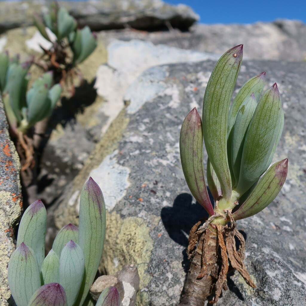 Blue Fingers from Olifantsbos, Cape Point, Cape Town, South Africa on ...