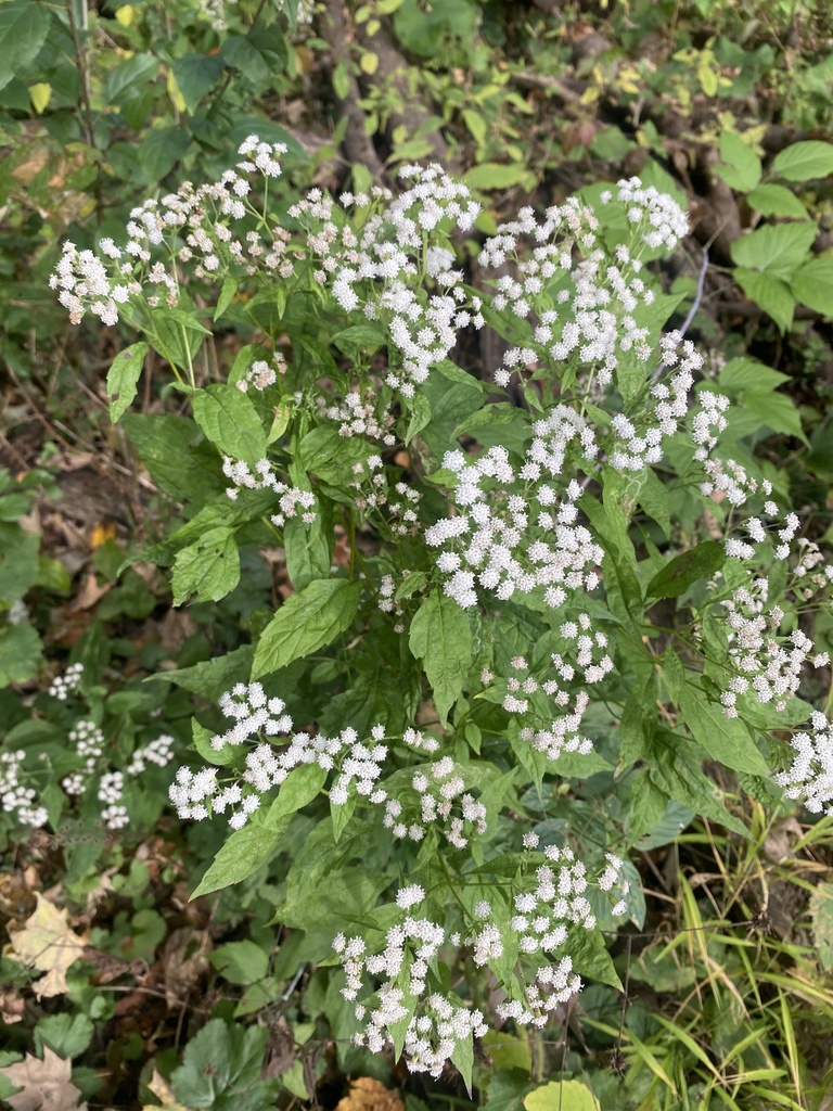 white snakeroot from Bronte Rd, Oakville, ON, CA on September 30, 2023 ...