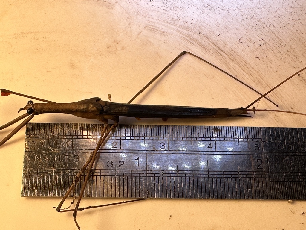 Needle Bug from Lake Pleasant View, Manypeaks, WA, AU on September 7 ...