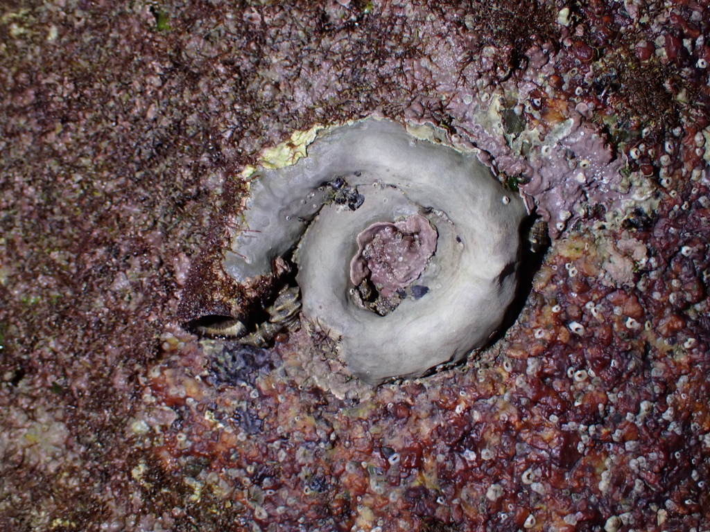 Scaly Worm Shell from Kinmen, TW-FK, TW on September 30, 2023 at 05:52 ...