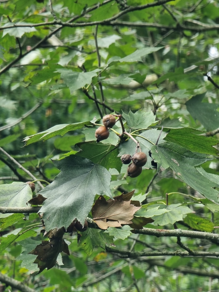 Wild Service-tree from Feltham TW13 6EZ, UK on September 30, 2023 at 02 ...