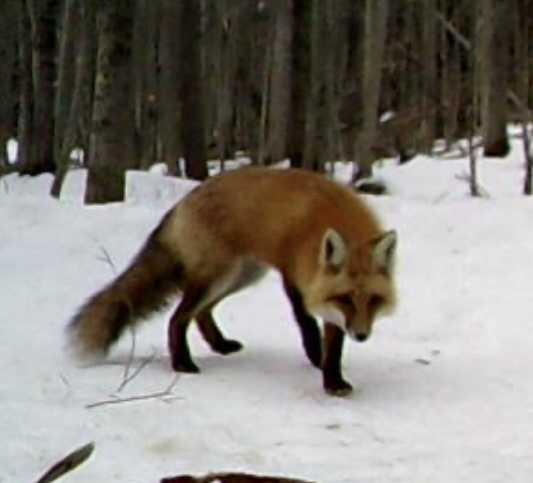 Red Fox from Berlin Street, Montpelier, VT, US on March 16, 2023 at 09: ...