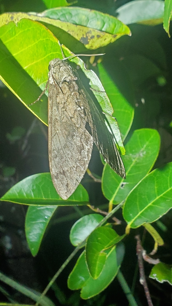 Sphinx Moths from Hollywood, FL 33029, USA on September 29, 2023 at 08: ...