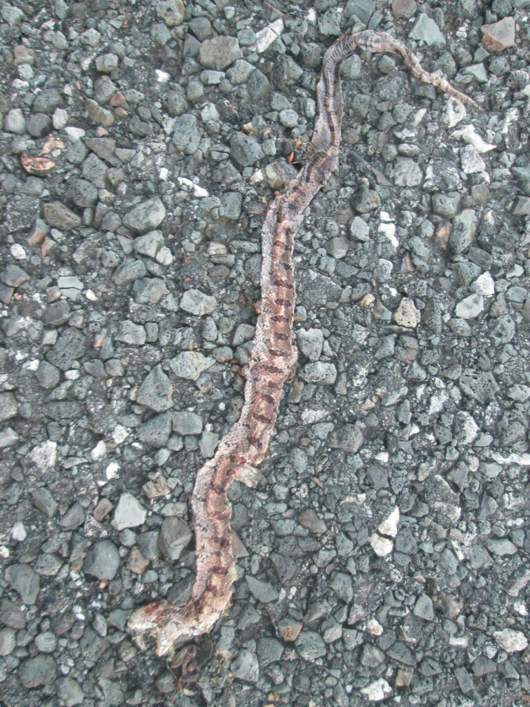 Mole Kingsnake from Alexander County, NC, USA on September 30, 2023 at ...