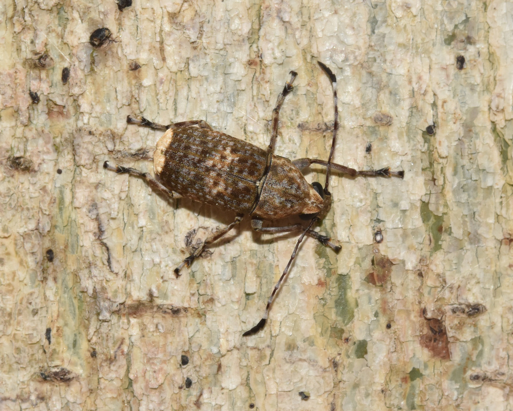 Phloeobius from Qhodela, Emalangeni, KZN, ZA on September 30, 2023 at ...