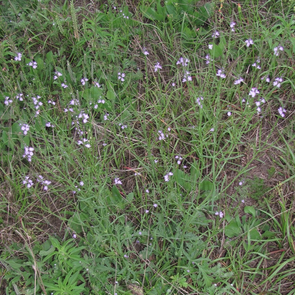 Mint Vervain (Verbena menthifolia) - Botanical Realm
