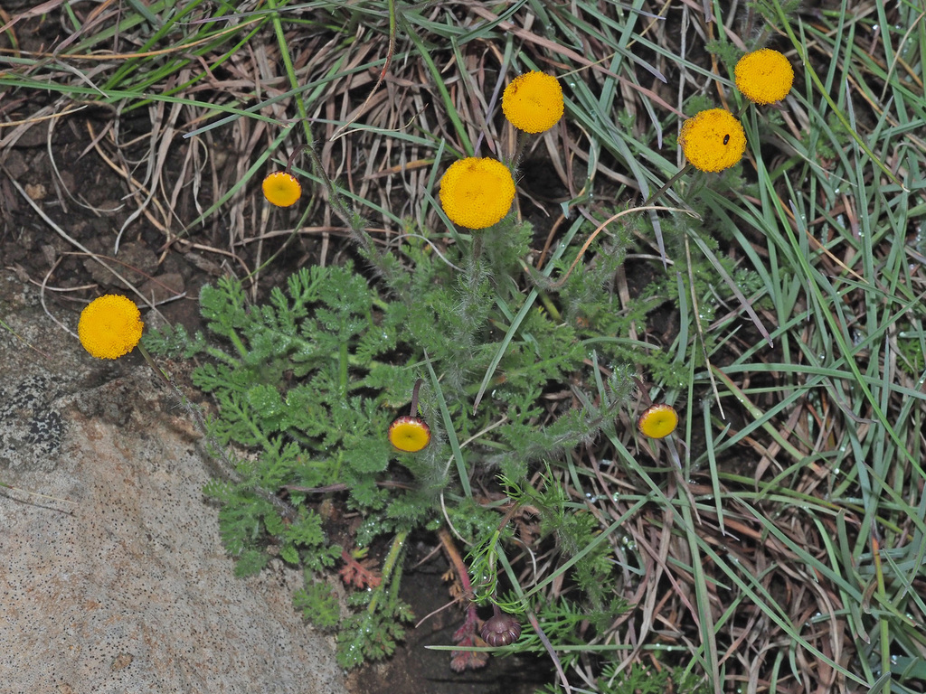 Bristly Buttons (Cotula hispida) - Botanical Realm