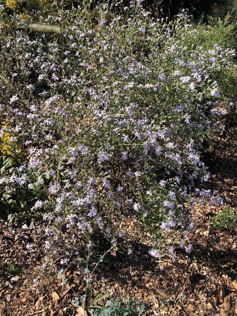 Drummond's aster from New Vaughn Rd, Columbia, TN, US on September 20 ...