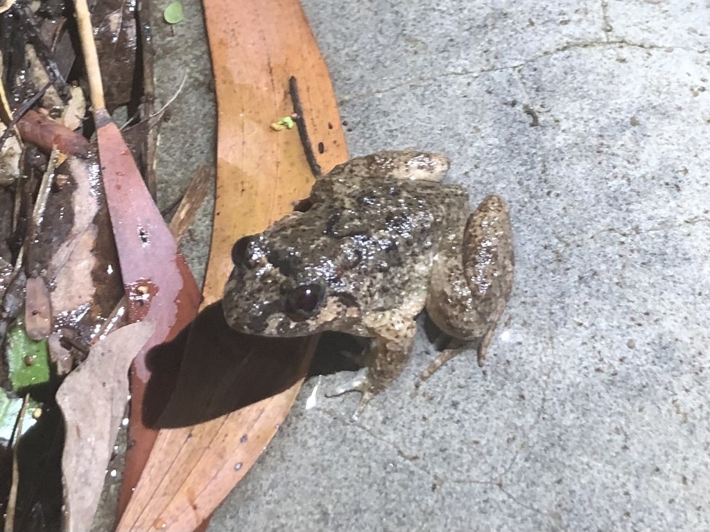 Fujian Large-headed Frog from 八仙嶺郊野公園, 大埔船灣, 新界, HK on September 30 ...