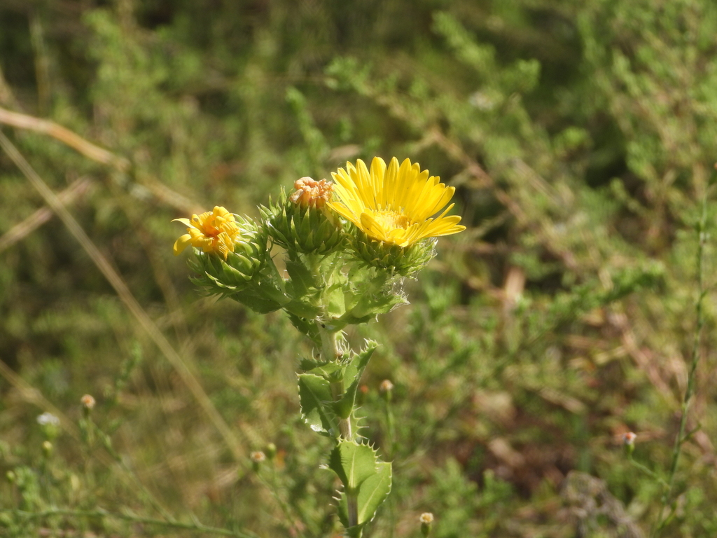Spanish Gold from Denton, TX, USA on September 29, 2023 at 11:36 AM by ...