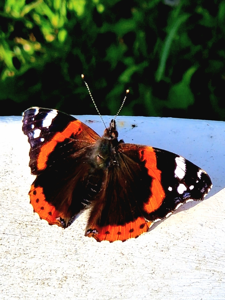 Red Admiral from 62136 Lestrem, France on September 30, 2023 at 05:15 ...