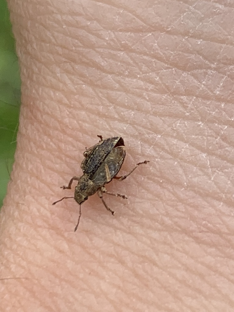 Nut Leaf Weevil from Göttingen, Deutschland on September 29, 2023 at 10 ...